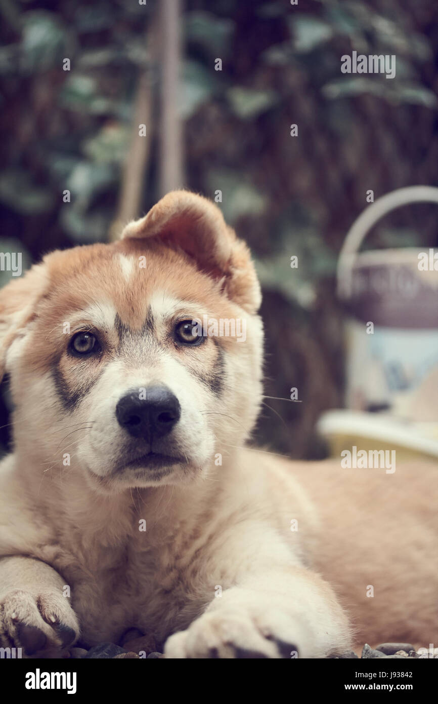 Northern Inuit Dog portrait Stock Photo - Alamy