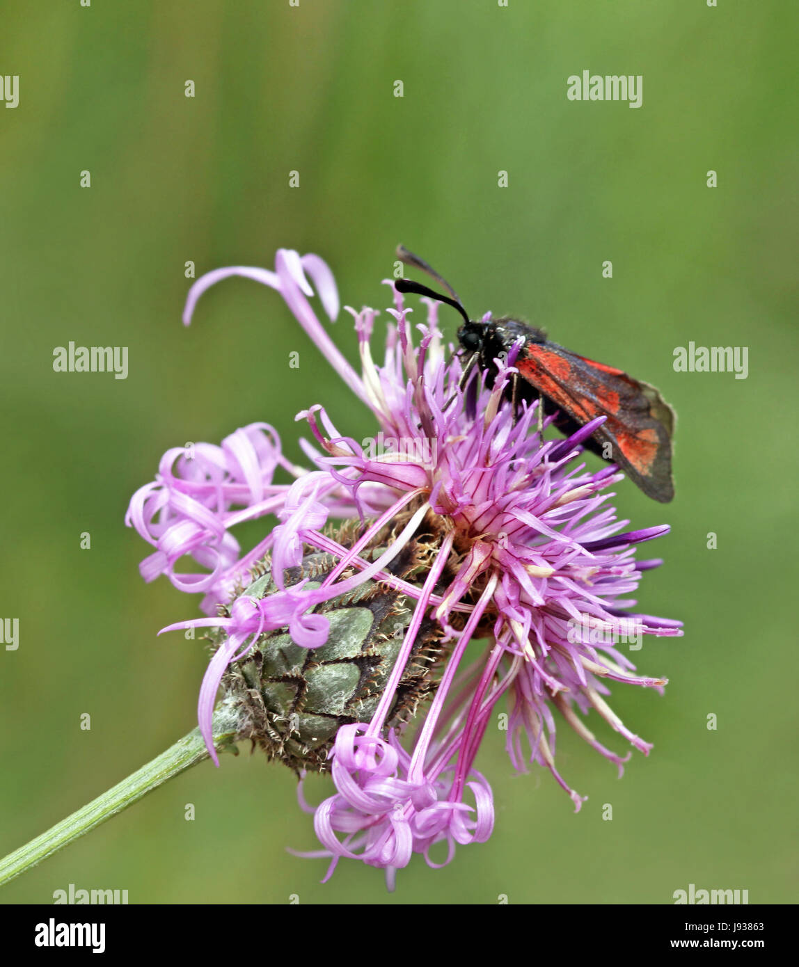 purple, blood-red, insect, fauna, butterfly, black, swarthy, jetblack ...