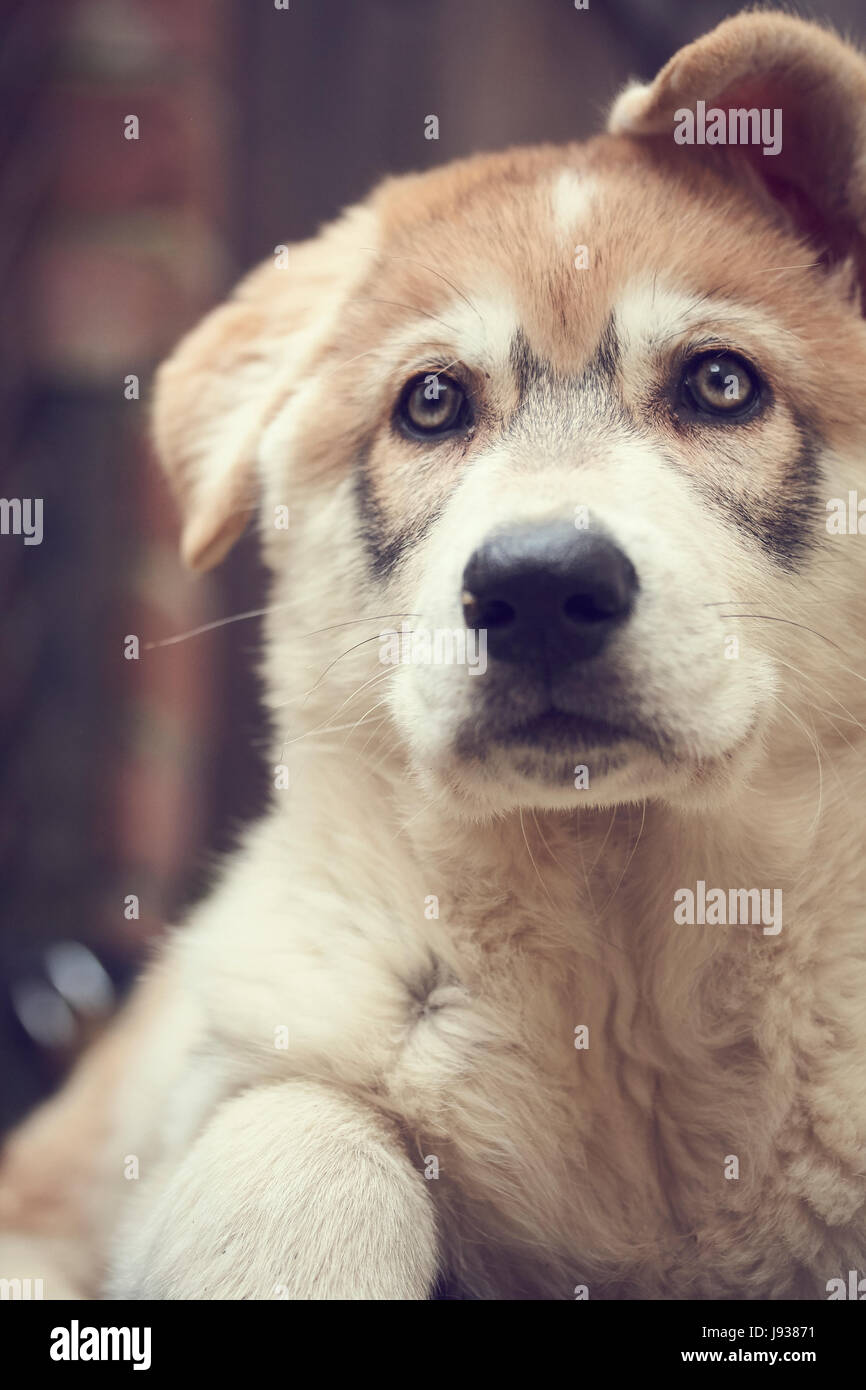 Northern Inuit Dog portrait Stock Photo - Alamy