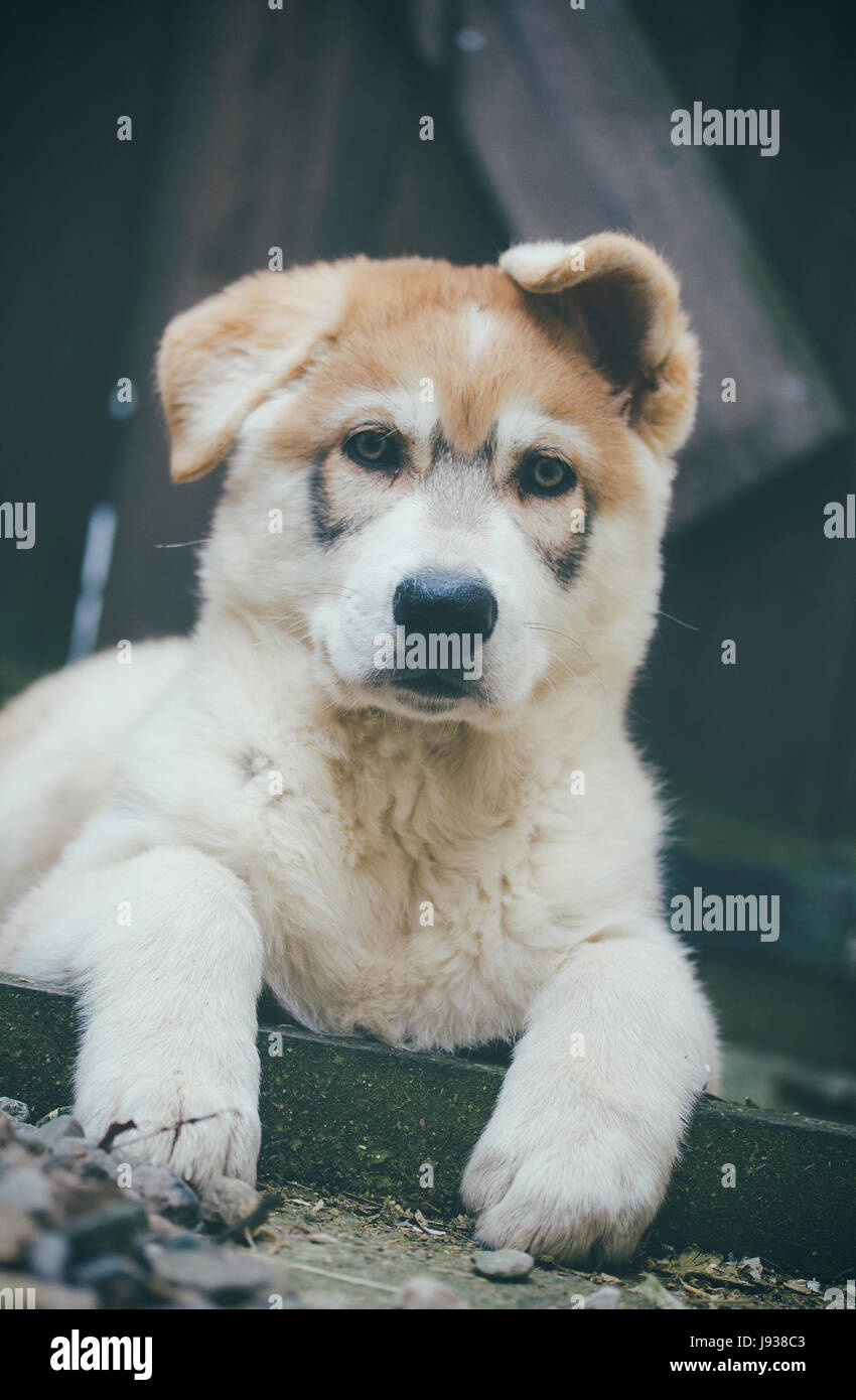Northern Inuit Dog portrait Stock Photo - Alamy