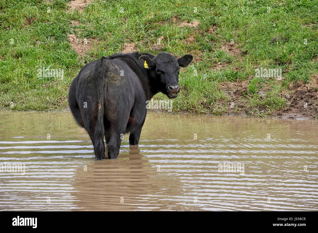 Cow in a pond Stock Photo - Alamy
