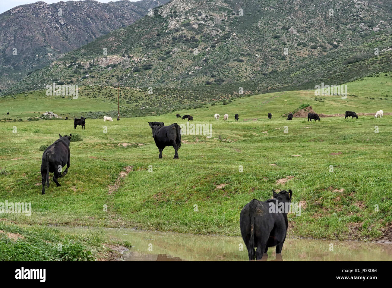 Cows on a field Stock Photo - Alamy