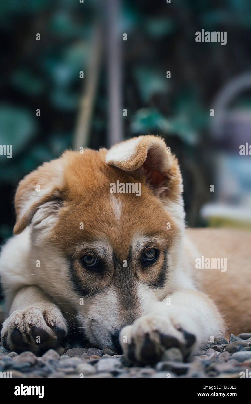 Northern Inuit Dog portrait Stock Photo - Alamy