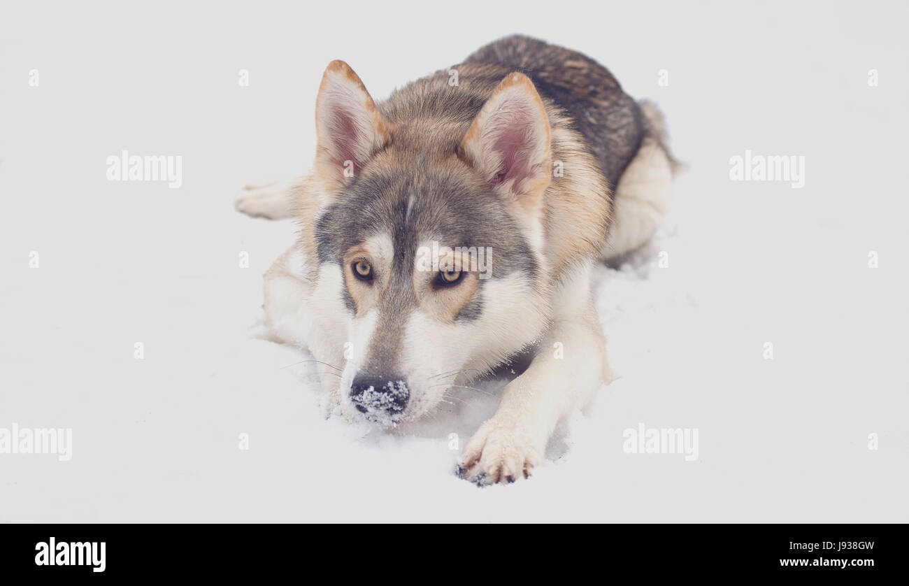 Northern Inuit Dog portrait Stock Photo - Alamy