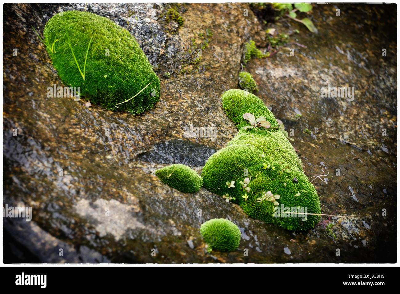 Moist wood hi-res stock photography and images - Alamy