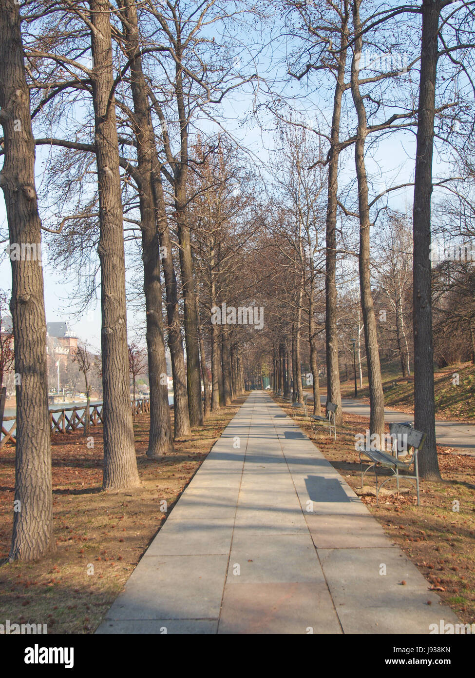 tree, trees, sight, view, outlook, perspective, vista, panorama ...