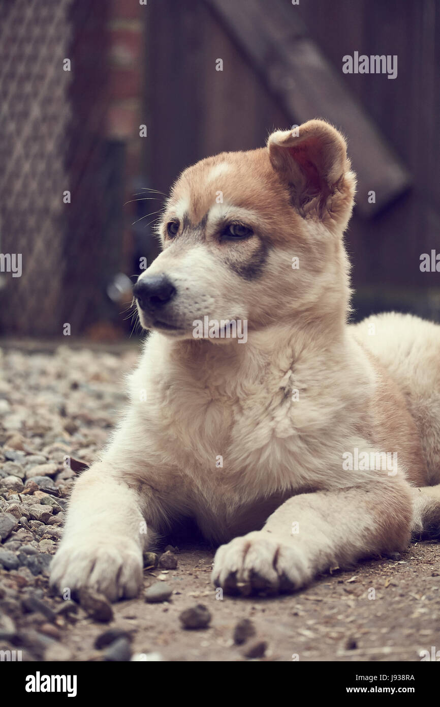 Northern Inuit Dog portrait Stock Photo - Alamy