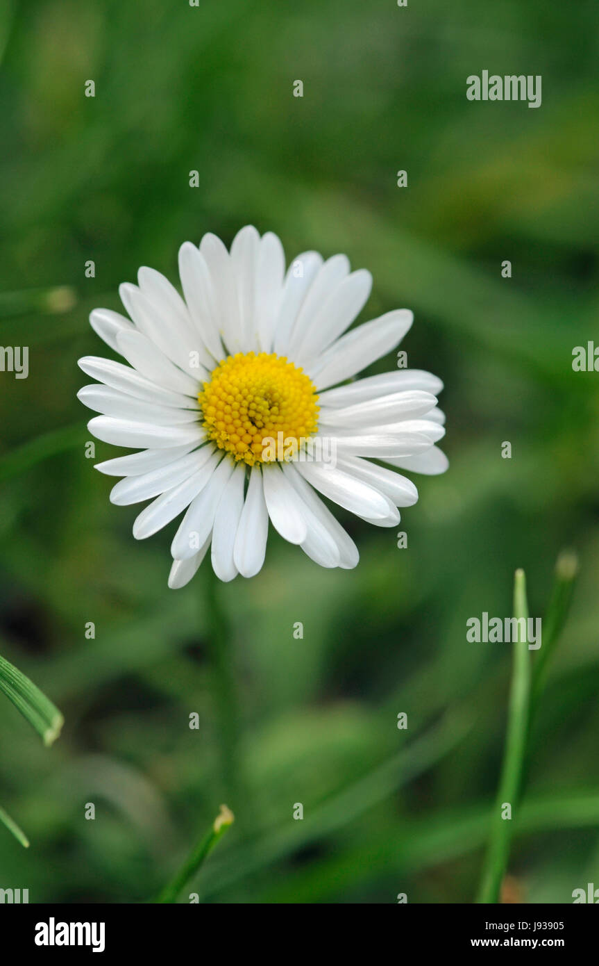 flower, plant, bloom, blossom, flourish, flourishing, flowers, blossoms ...