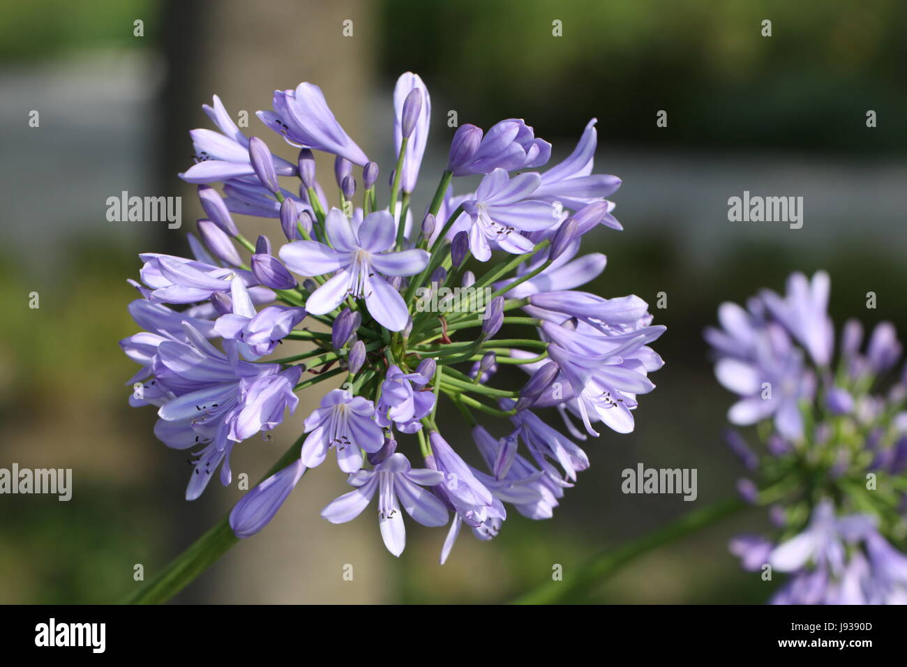 leek, blue, flower, plant, bloom, blossom, flourish, flourishing ...