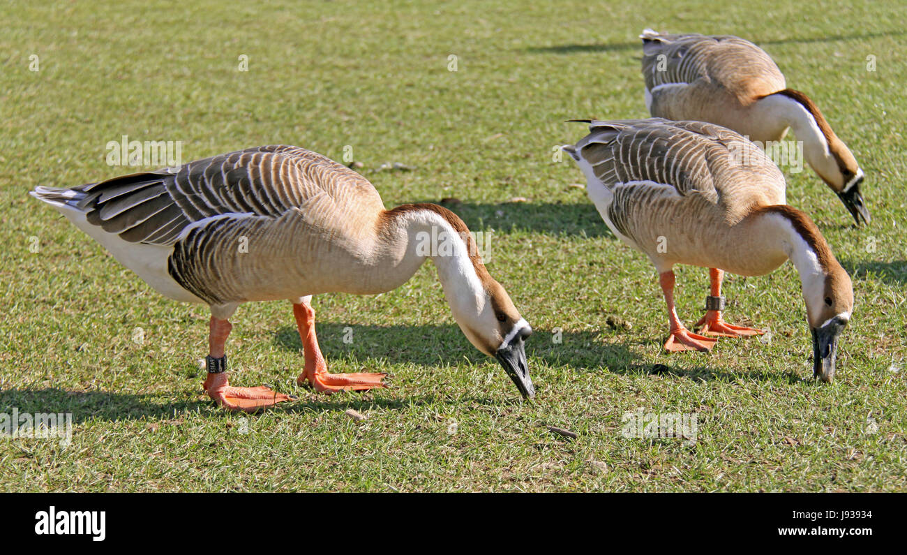 three, female, male, masculine, three, geese, goose, geeser, meadow ...