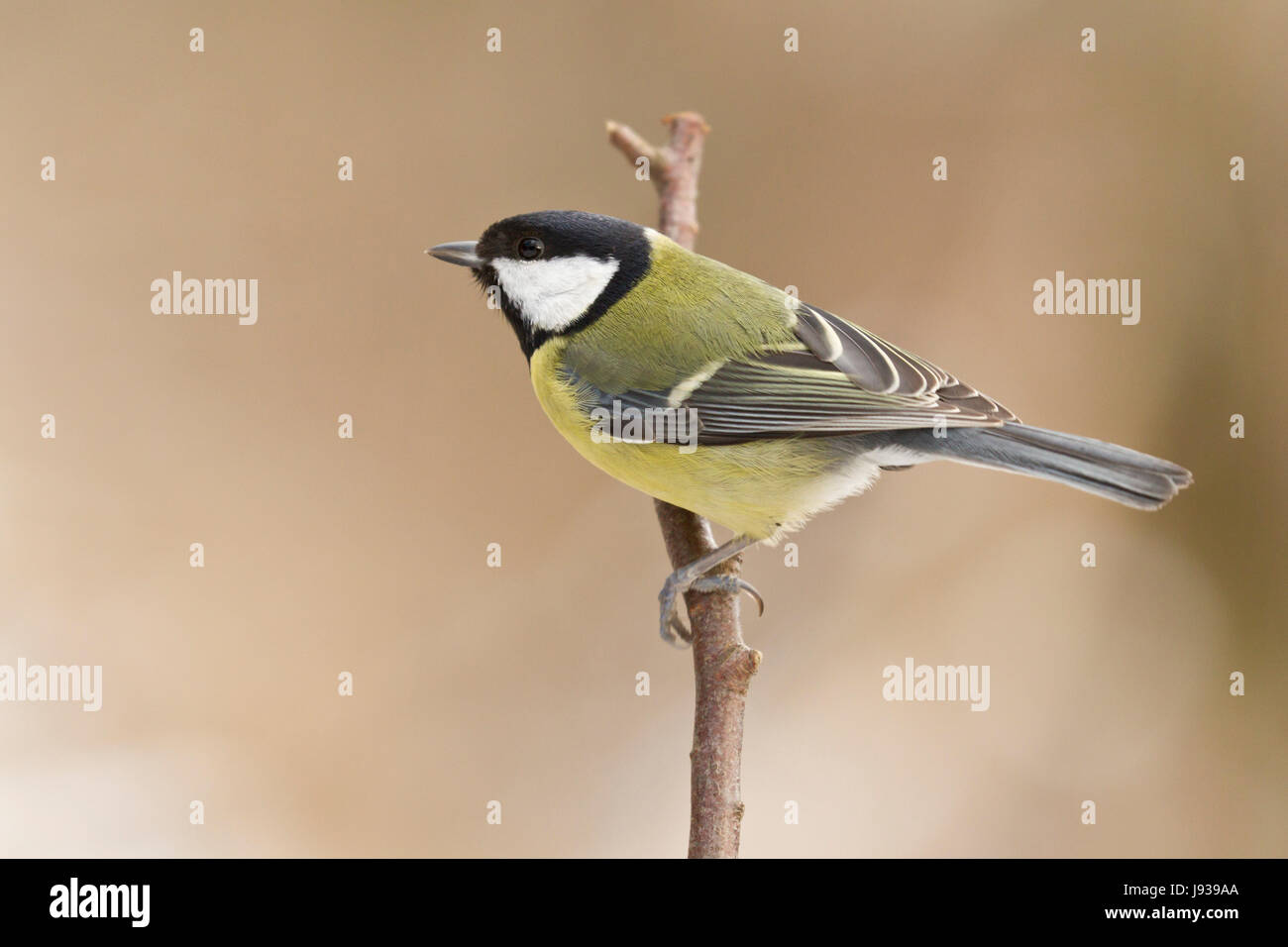 winter, animal, bird, birds, horizontal, great titmouse, germany ...