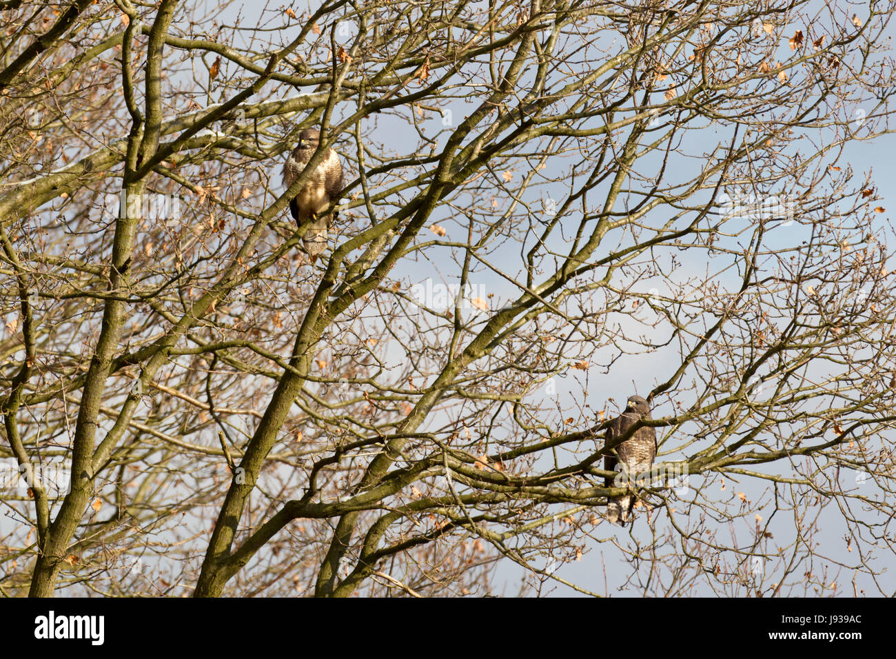 tree, bird, wild, birds, raptor, couple, pair, nature, winter, animal ...