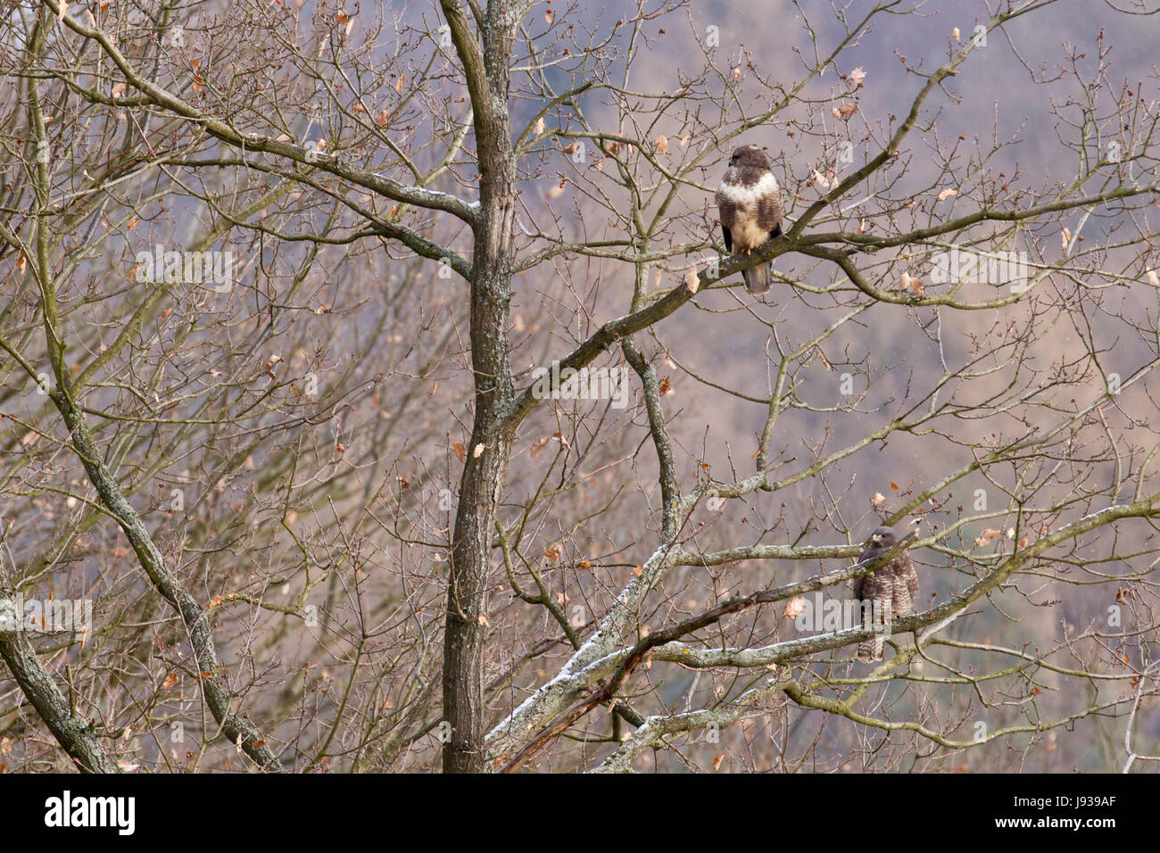tree, bird, wild, birds, raptor, couple, pair, nature, winter, animal ...