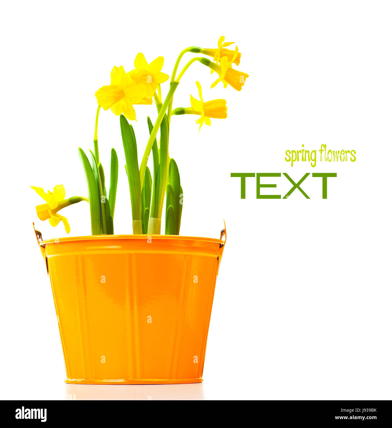 present, beautiful, beauteously, nice, object, isolated, closeup ...