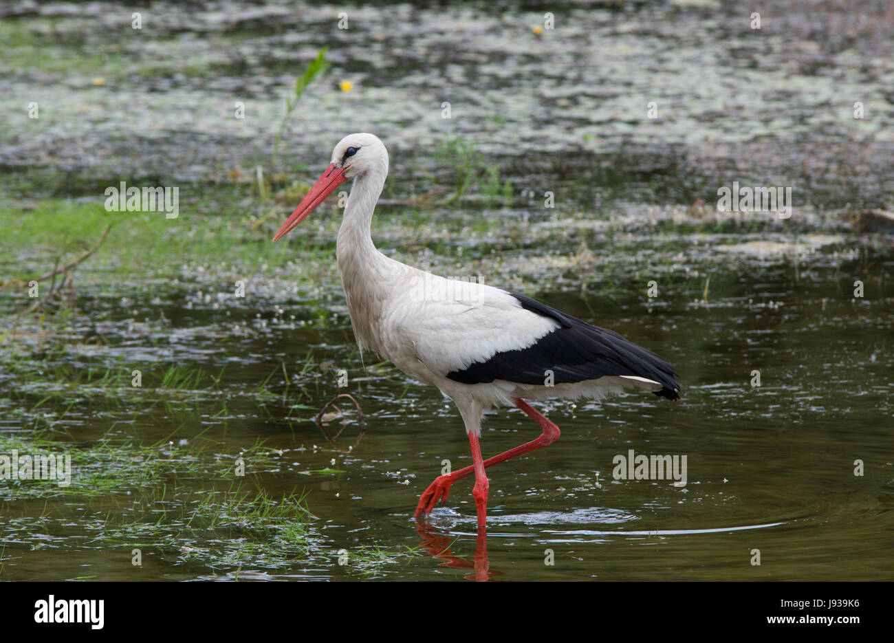 White stork hunting fish in the pond Stock Photo - Alamy