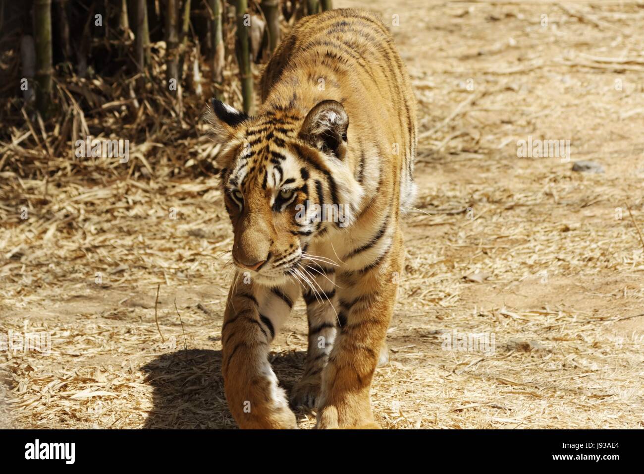 india, cat, big cat, feline predator, tiger, skin, danger, brown ...
