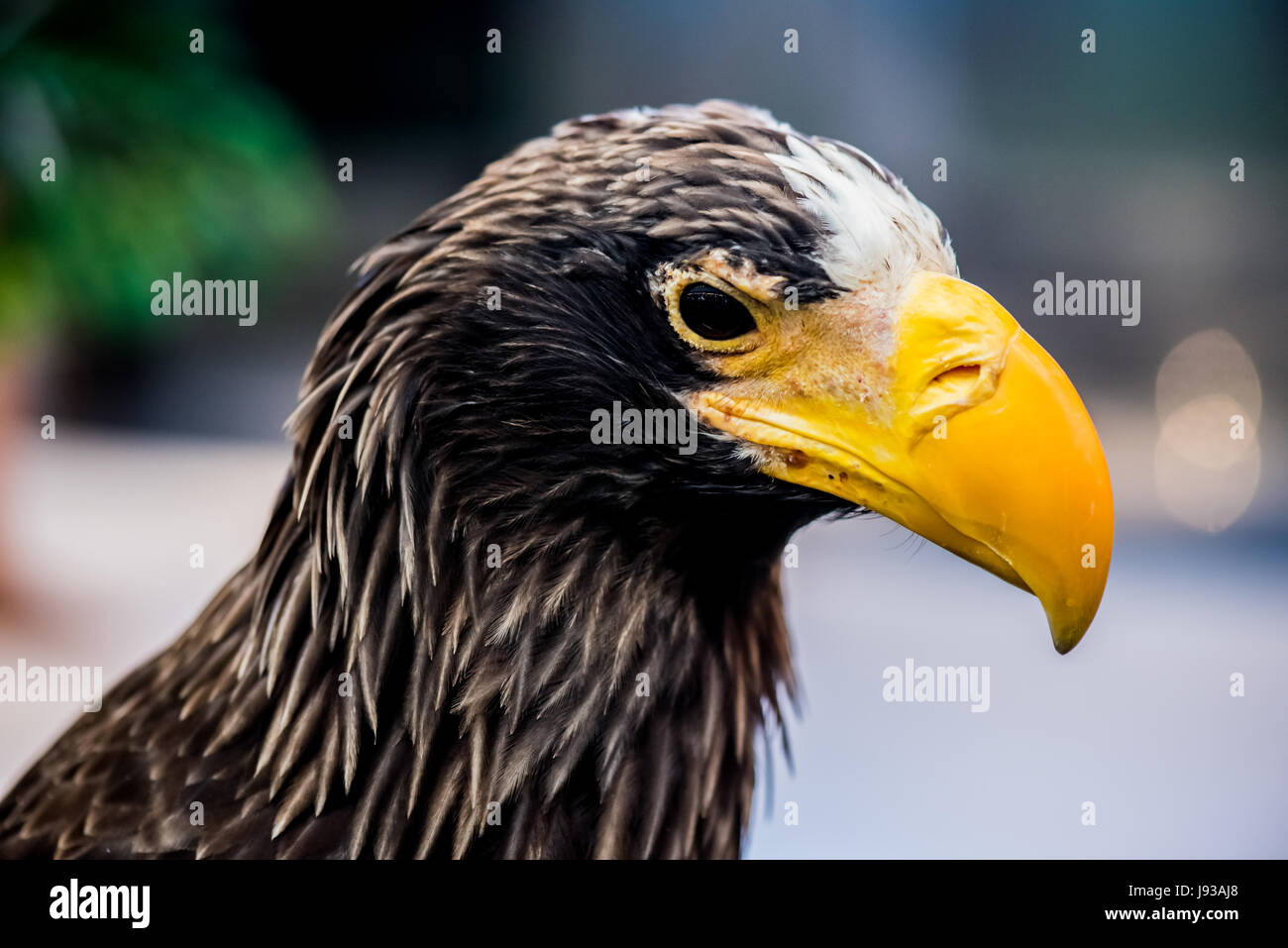 hawk, hunter bird in the forest Stock Photo - Alamy