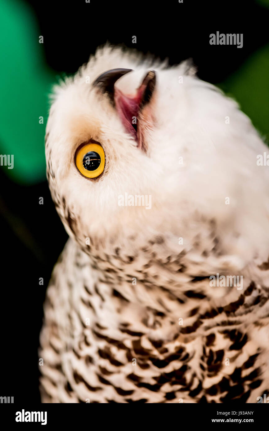 owl, night bird in the forest Stock Photo - Alamy
