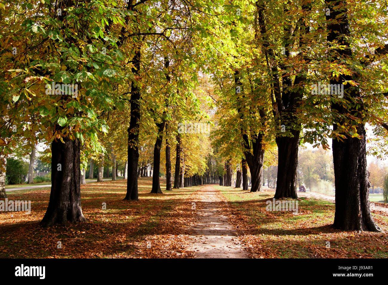 tree, trees, park, leaves, stuttgart, october, path, way, fall, autumn ...