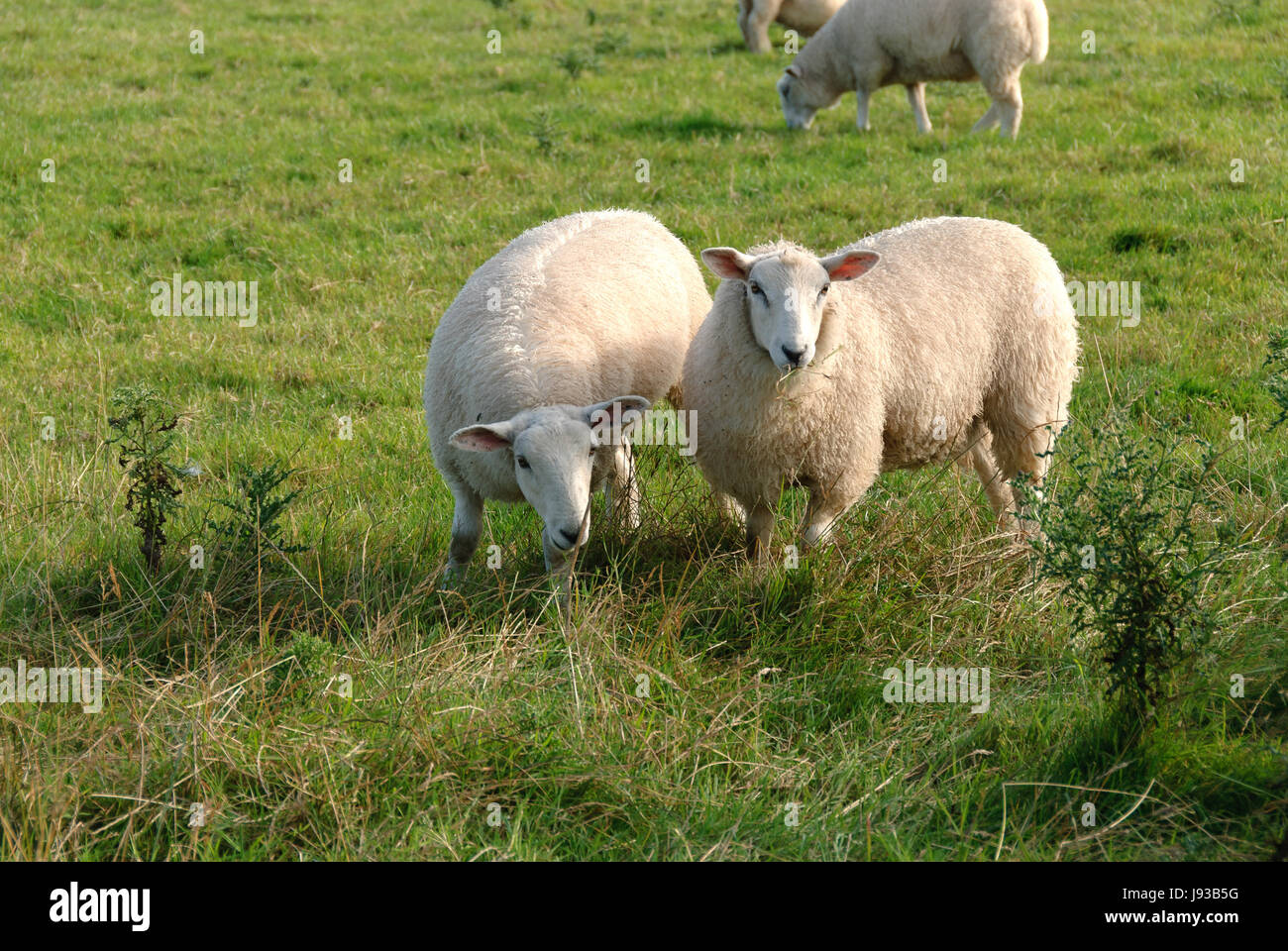 animals, sheep, wool, farm, white, cornwall, environment, enviroment ...