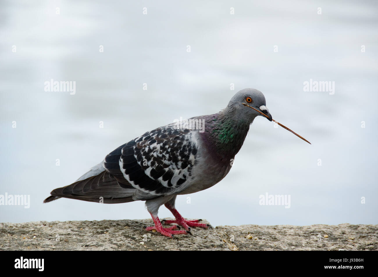 animal, bird, rock, spring, bouncing, bounces, hop, skipping, frisks ...