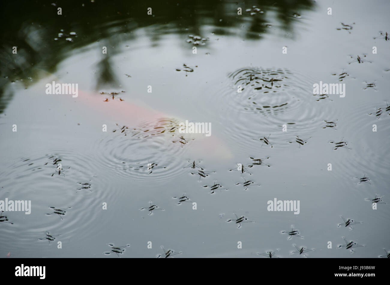 animal, insect, fresh water, pond, water, bug, lake, inland water ...