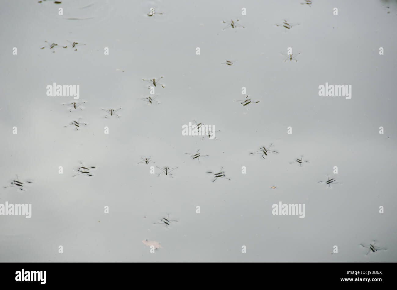 animal, insect, fresh water, pond, water, bug, lake, inland water ...