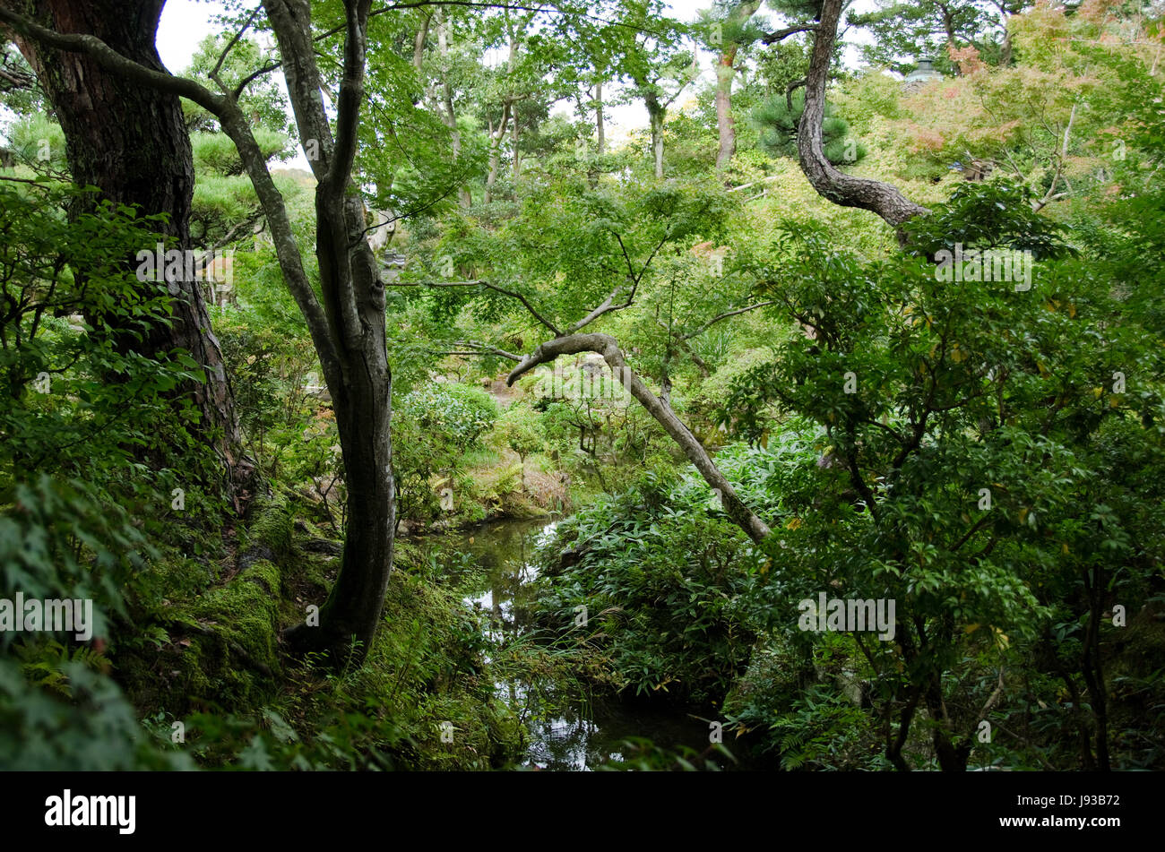 garden, japanese, october, japan, vegetation, dense, fresh water, lake ...