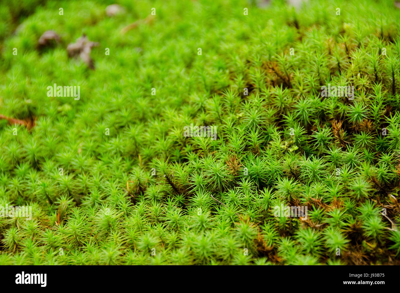 detail, closeup, green, moss, backdrop, background, nature, natural ...