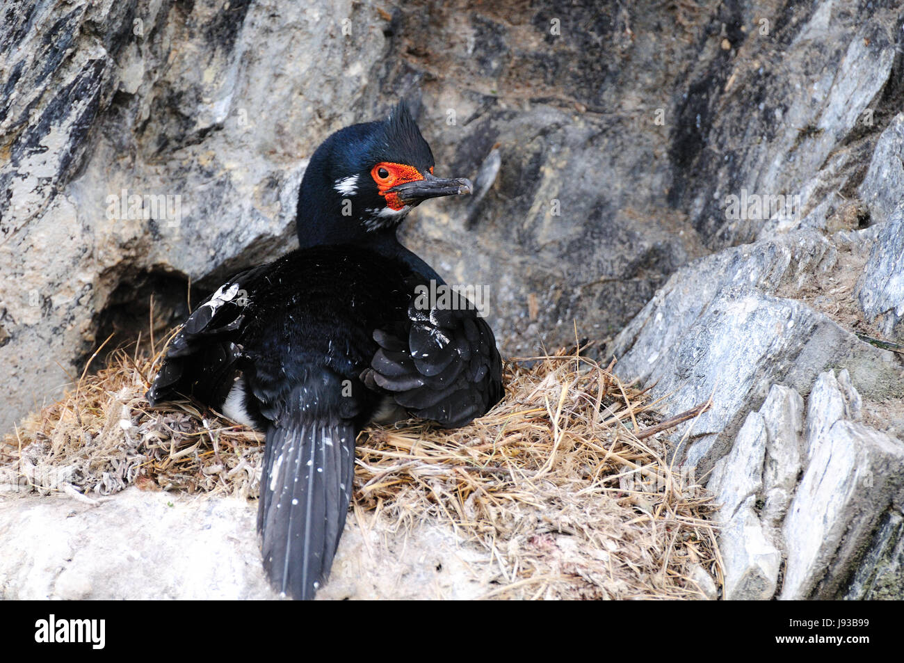 bird, birds, argentina, cormorant, south america, bird, birds ...