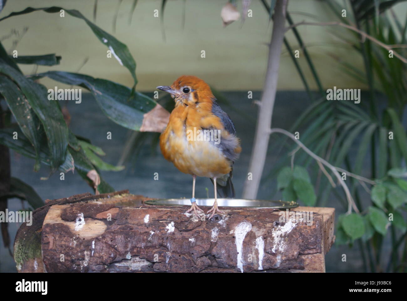 Bird with small head hi-res stock photography and images - Alamy