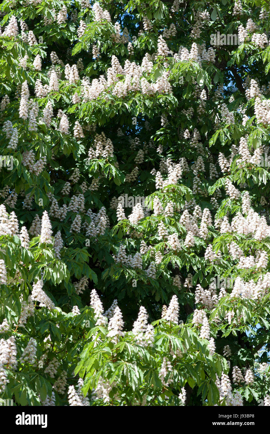 tree, tree, deciduous tree, botany, chestnut tree, nature, chestnut ...