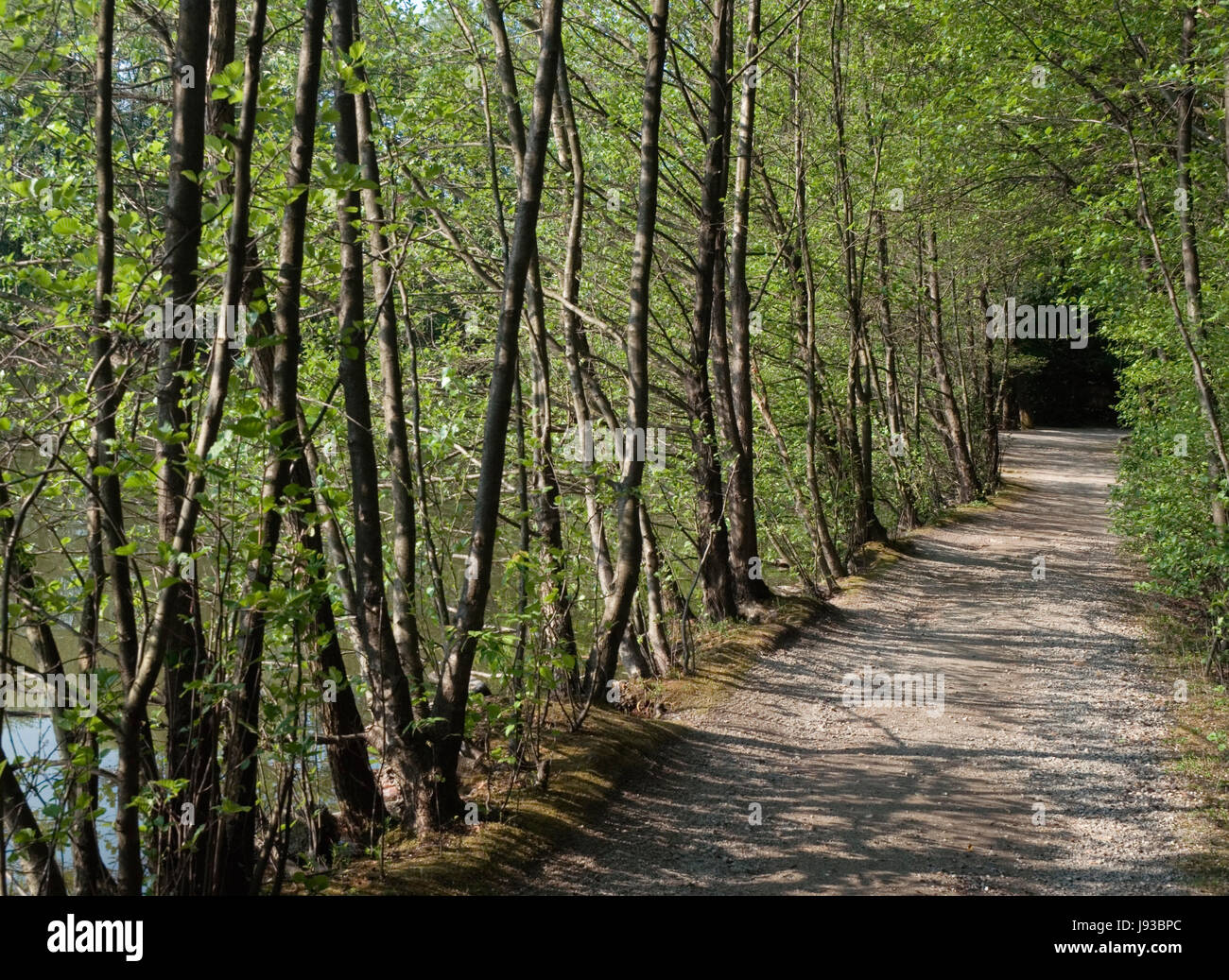 tree, trees, track, footmark, footprint, trail, forest, nature, tree ...