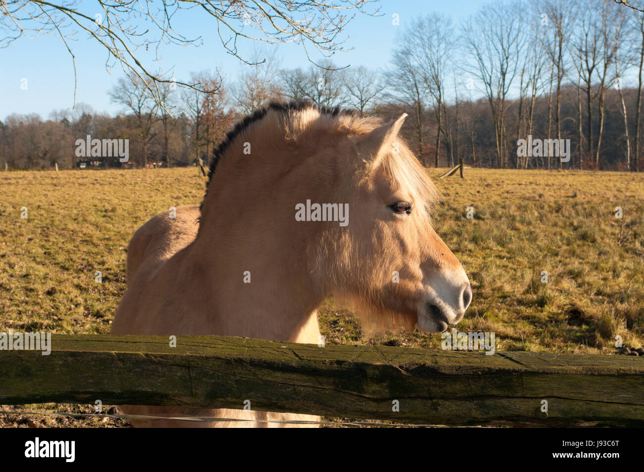 horse, animal, fjord, icelandic, rural, meadow, peasant, blue ...