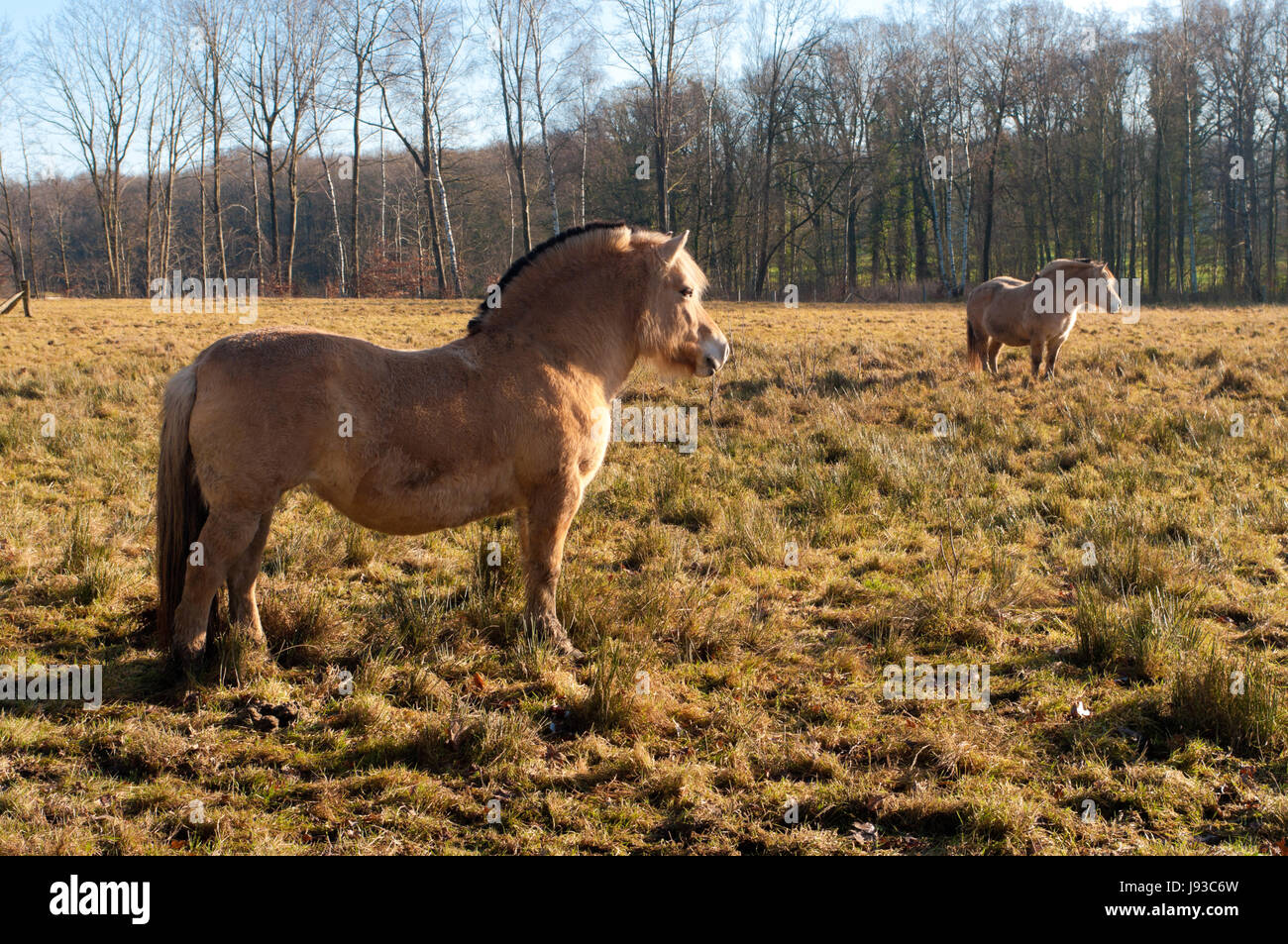 horse, animal, fjord, icelandic, rural, meadow, peasant, blue ...