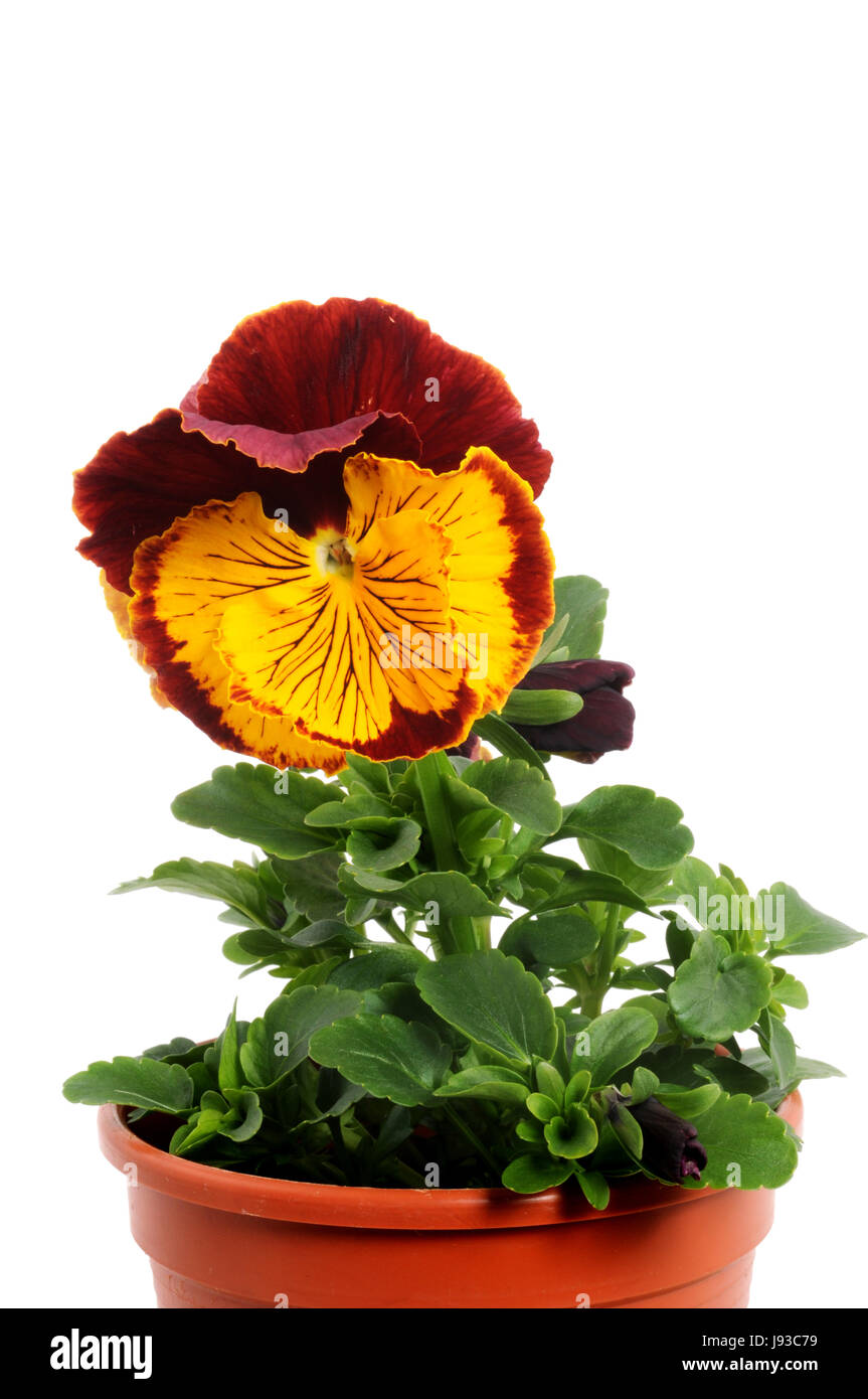 Terracotta hintergrund hi-res stock photography and images - Alamy