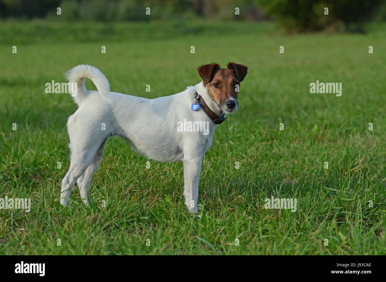 dog, rod, hound, physique, appearance, brown, brownish, brunette, blank ...