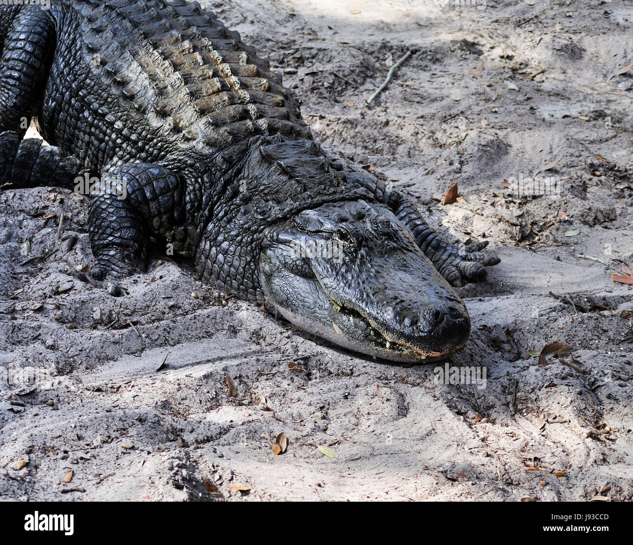 animal, reptile, alligator, basking, danger, big, large, enormous ...