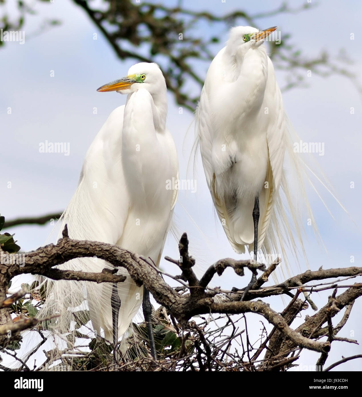 big, large, enormous, extreme, powerful, imposing, immense, relevant ...