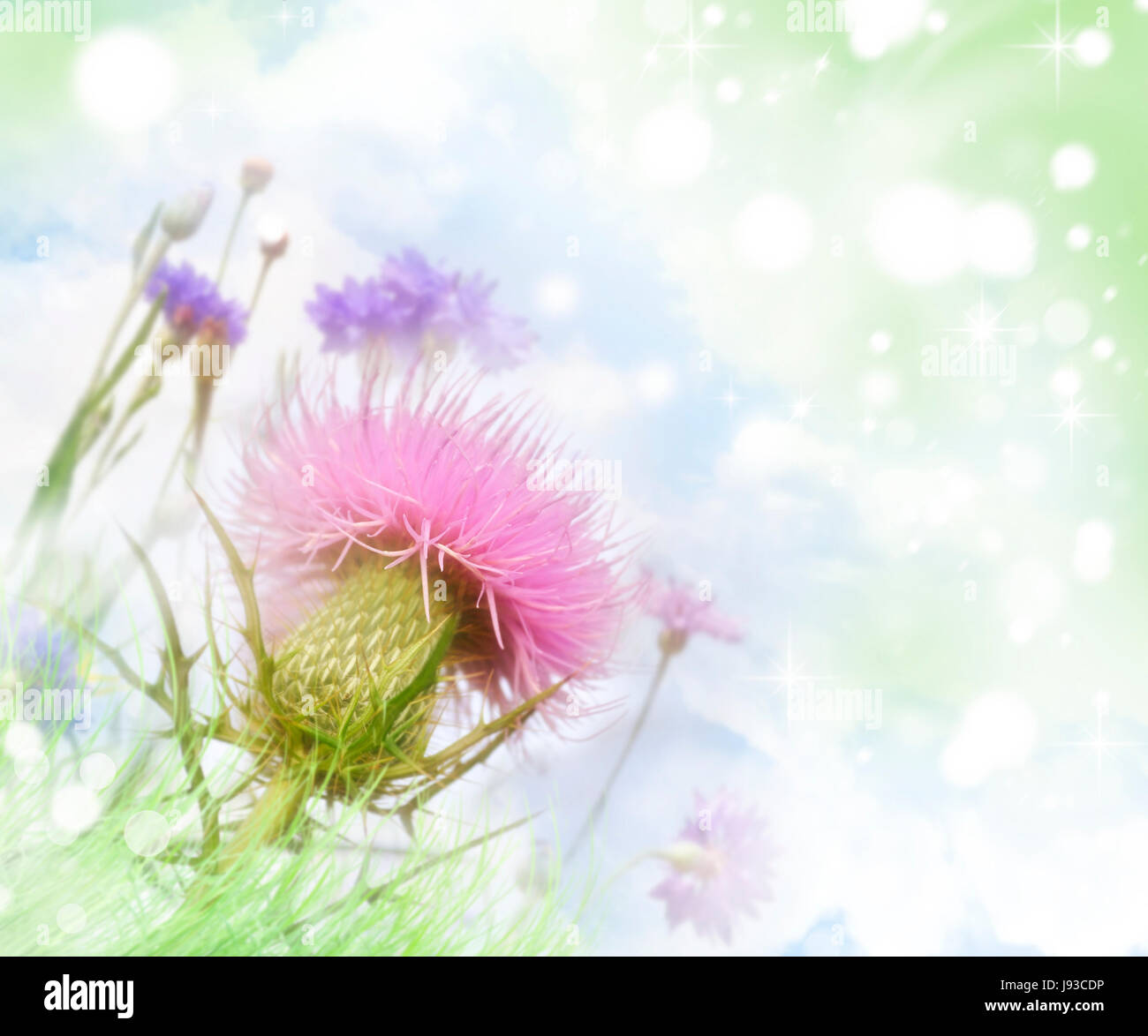 flower, plant, summer, summerly, abstract, backdrop, background, floral ...