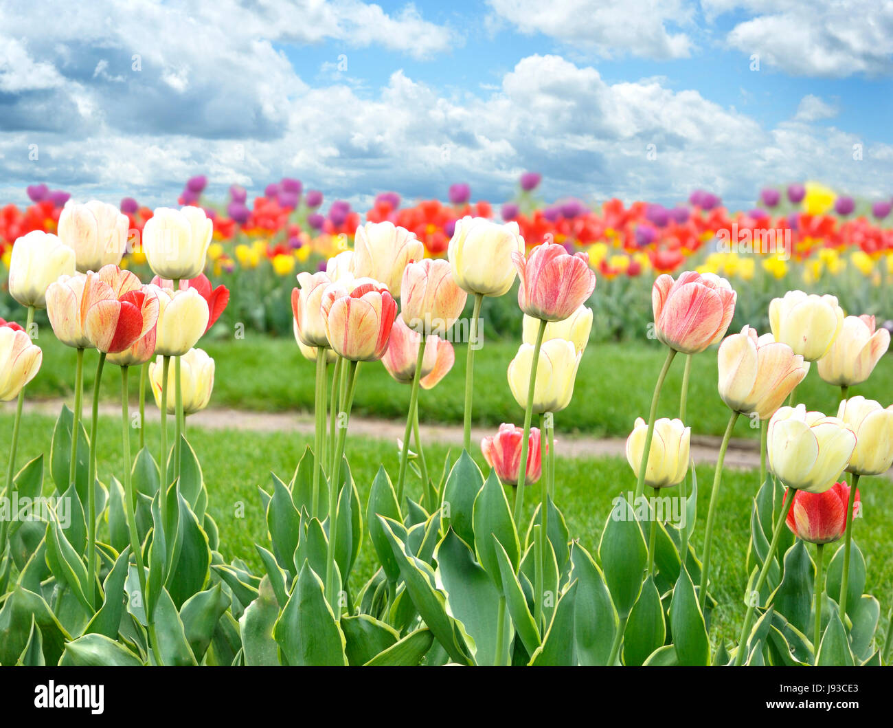 flower, plant, field, spring, tulip, nature, blue, beautiful ...