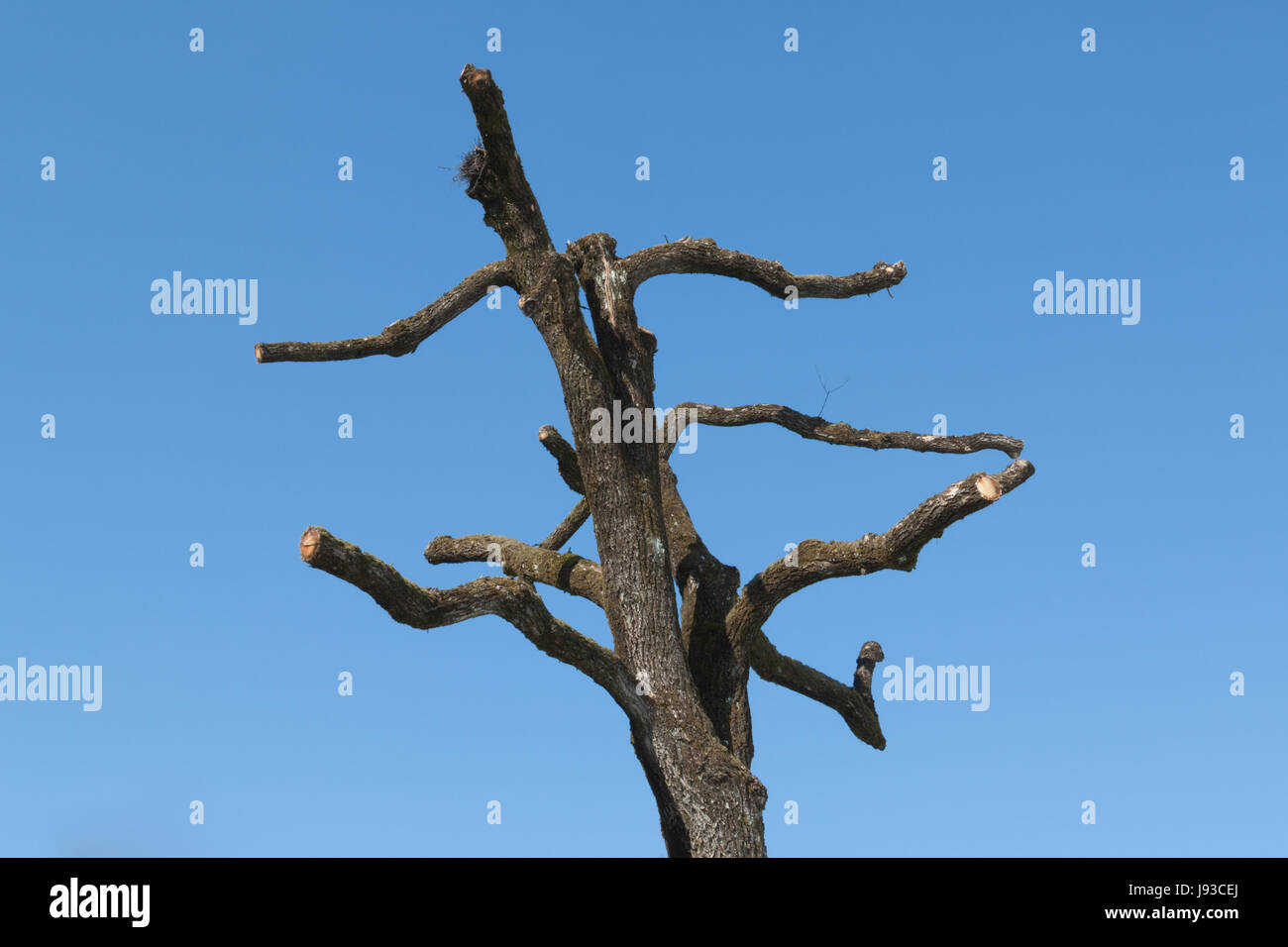 blue, tree, winter, wood, spring, cut, firmament, sky, sparse, stinted ...