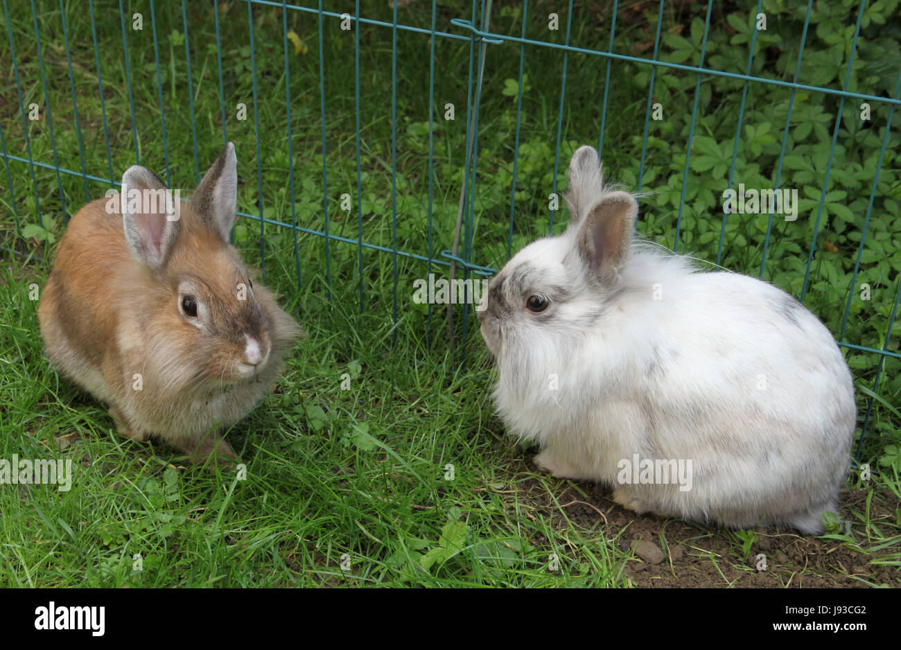 lion head dwarf rabbits Stock Photo - Alamy