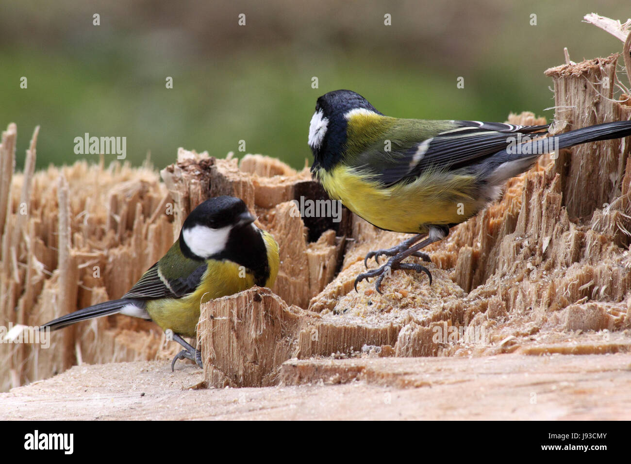 bird, birds, spring, feathering, titmouse, great titmouse, nature ...