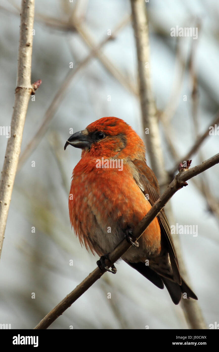 male, singing-bird, bobolinks, male, singing-bird, bobolinks Stock ...