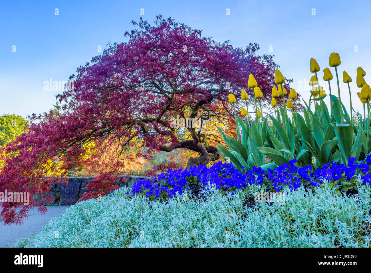 Japanese maple tree, Garden, Queen Elizabeth Park, Vancouver, British ...