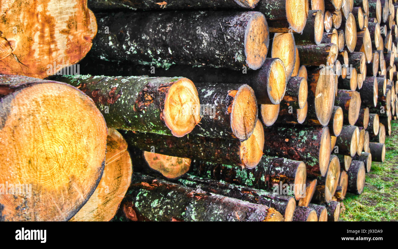 tree, industry, wood, cut, timber, forest, tree, trees, industry ...