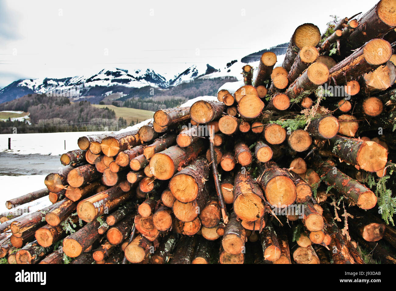 tree, industry, wood, cut, timber, forest, tree, trees, industry ...