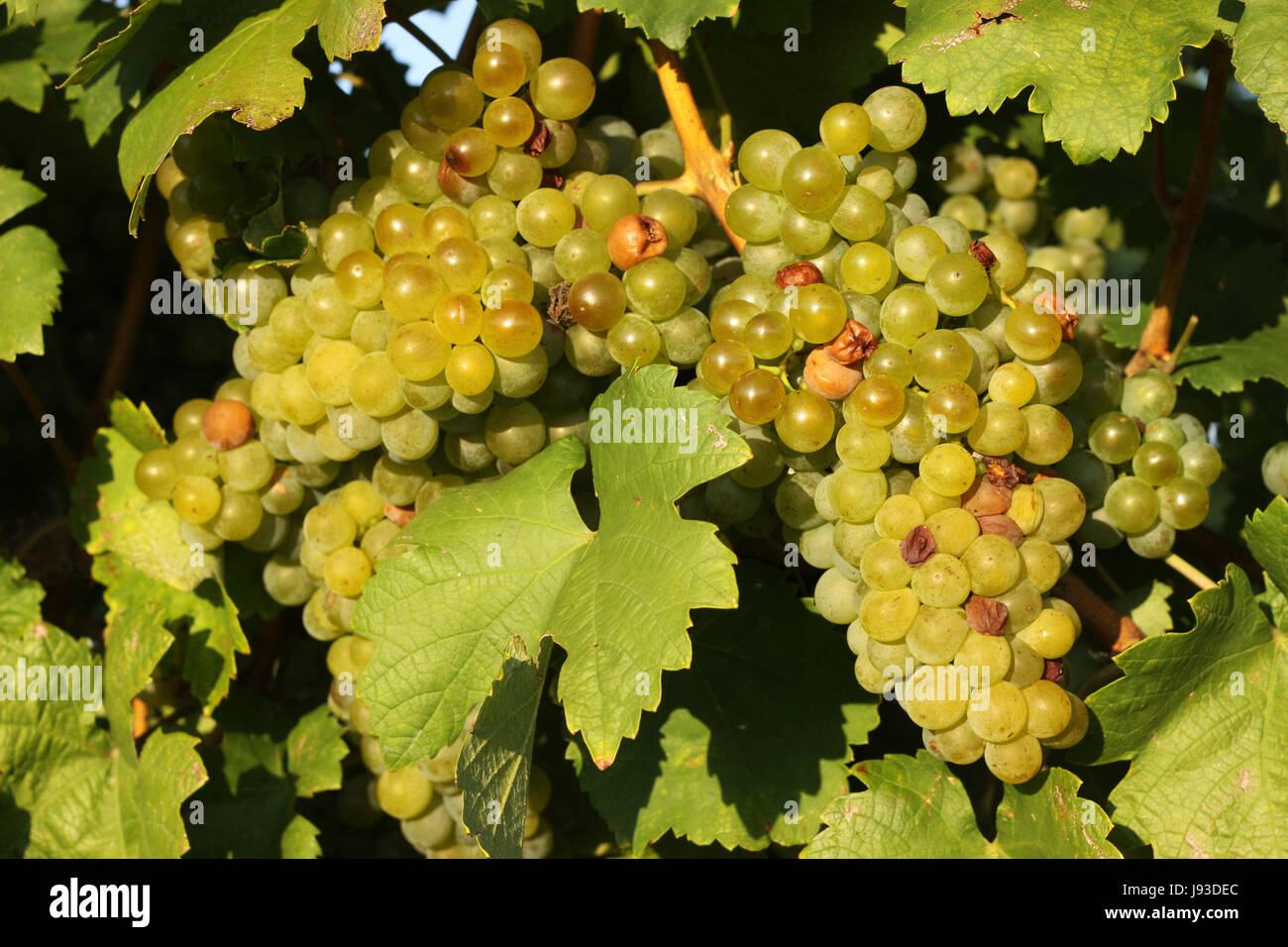 colorful grapes in the vineyard Stock Photo - Alamy
