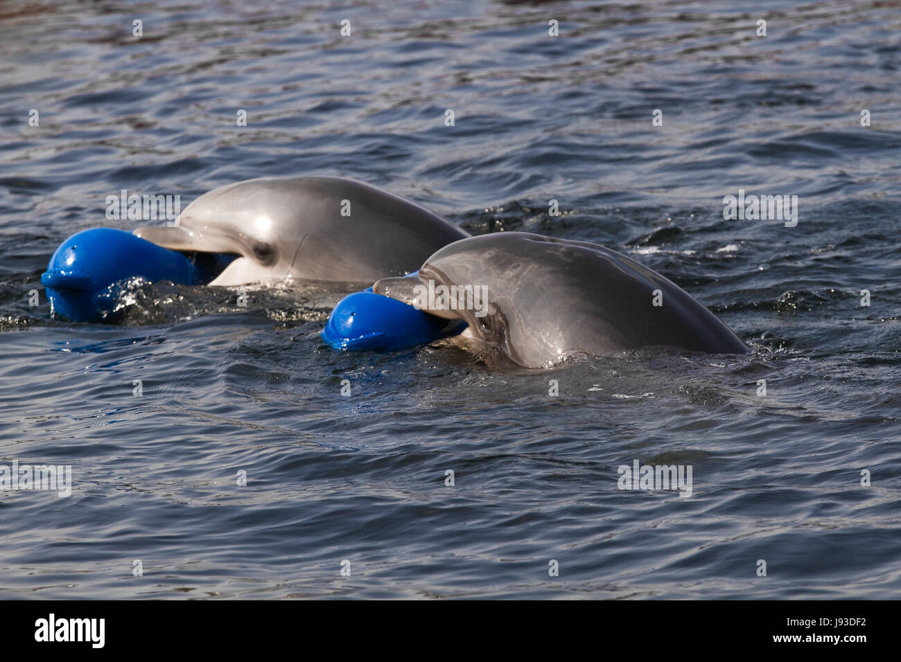 animal, dolphin, navy, marine, flipper, dolphins, water, blue, laugh ...
